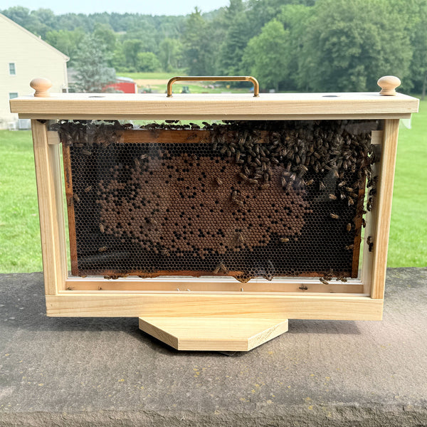 Single Frame Observation Hive – The Keeper's Hive