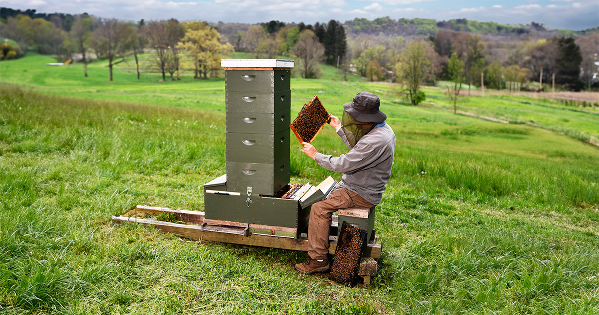 Two Queen Keeper - Double Brood Box – The Keeper's Hive