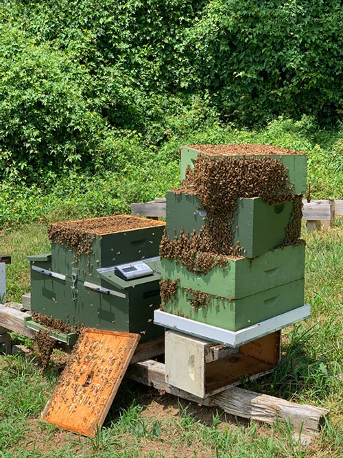 Two Queen Keeper - Double Brood Box – The Keeper's Hive
